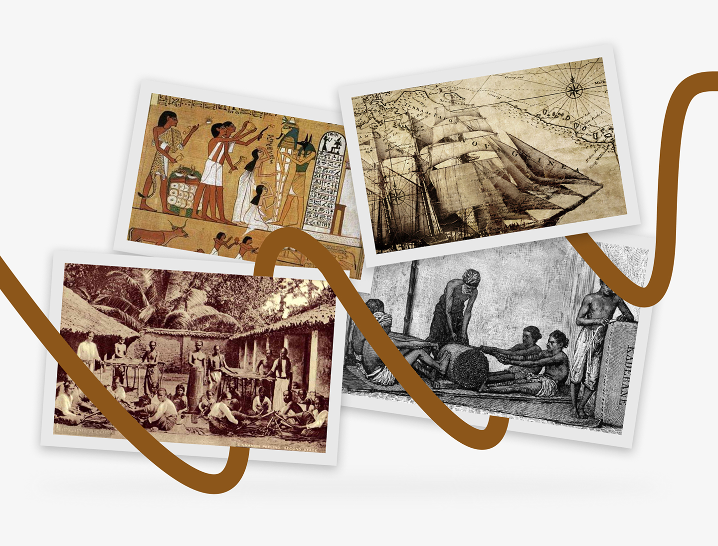 SEN Ceylon Cinnamon - Pure Ceylon Cinnamon Products
